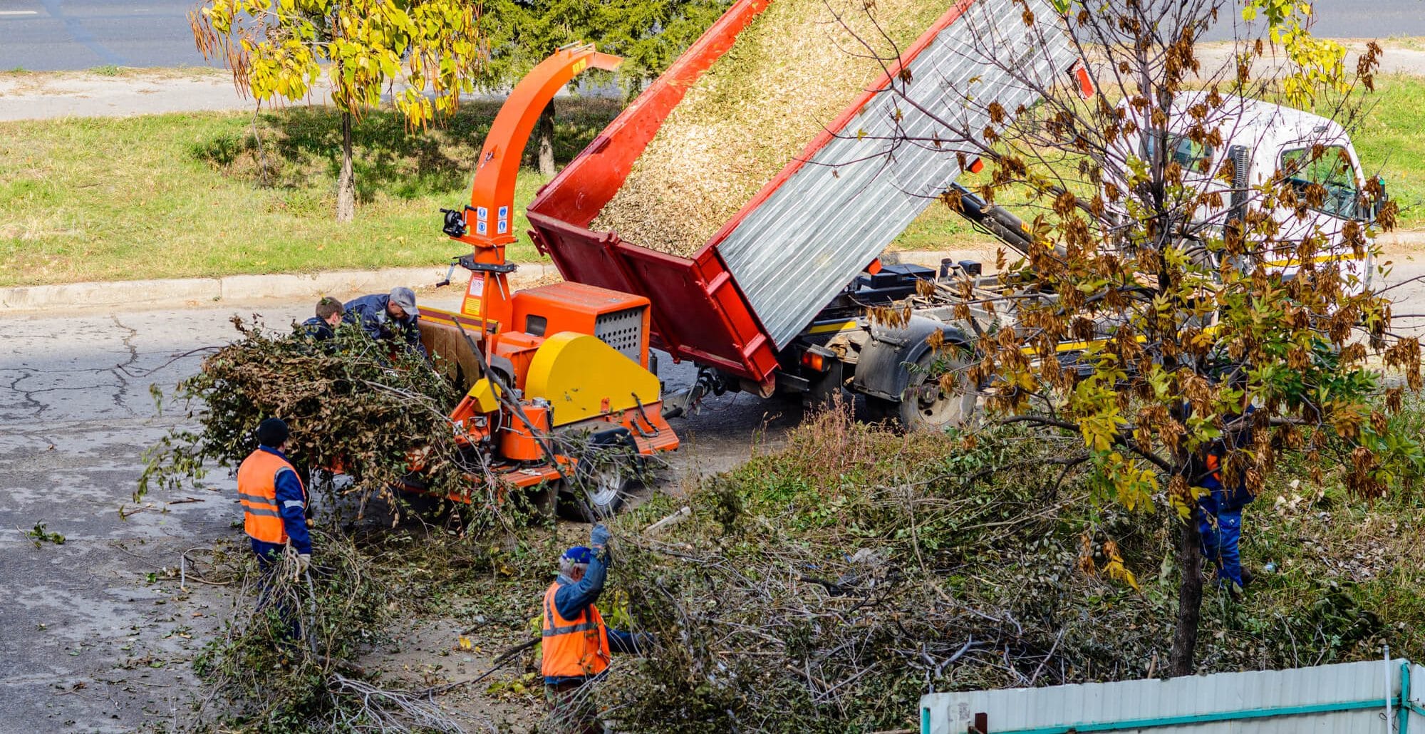Is Tree Removal Expensive Big Easy Tree Removal